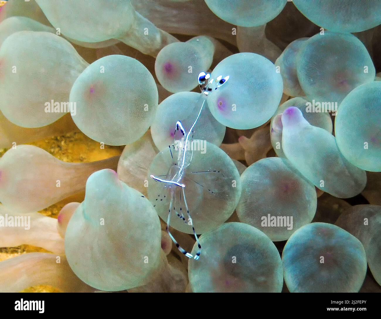 Bruun's Cleaning Partner Shrimp (Urocaridella antonbruunii) in the Red ...