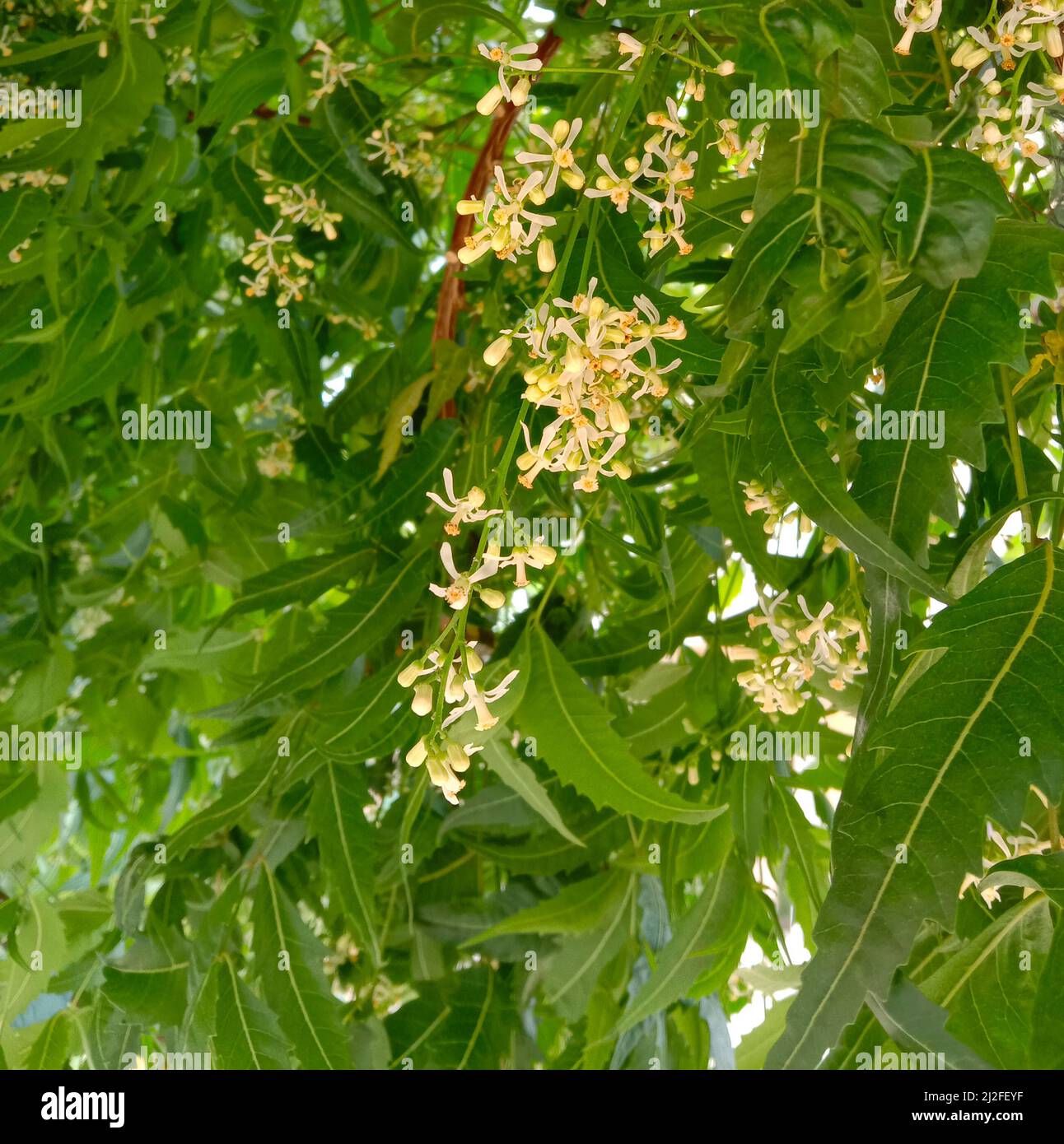 Neem Flower