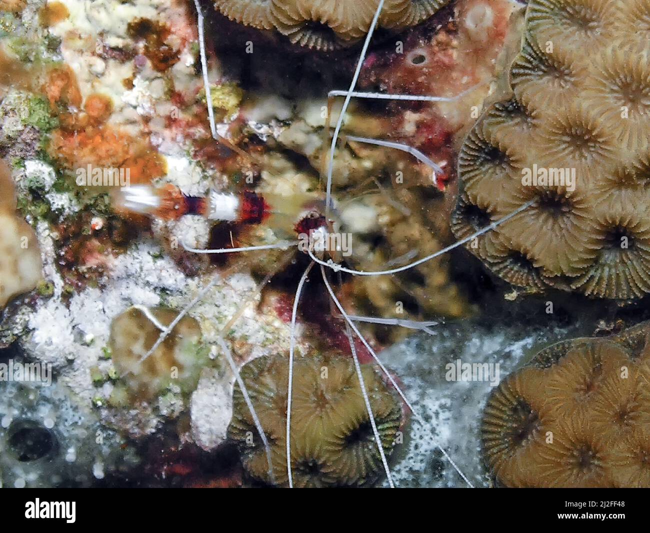 A Banded Boxer Shrimp (Stenopus hispidus) in the Red Sea, Egypt Stock ...
