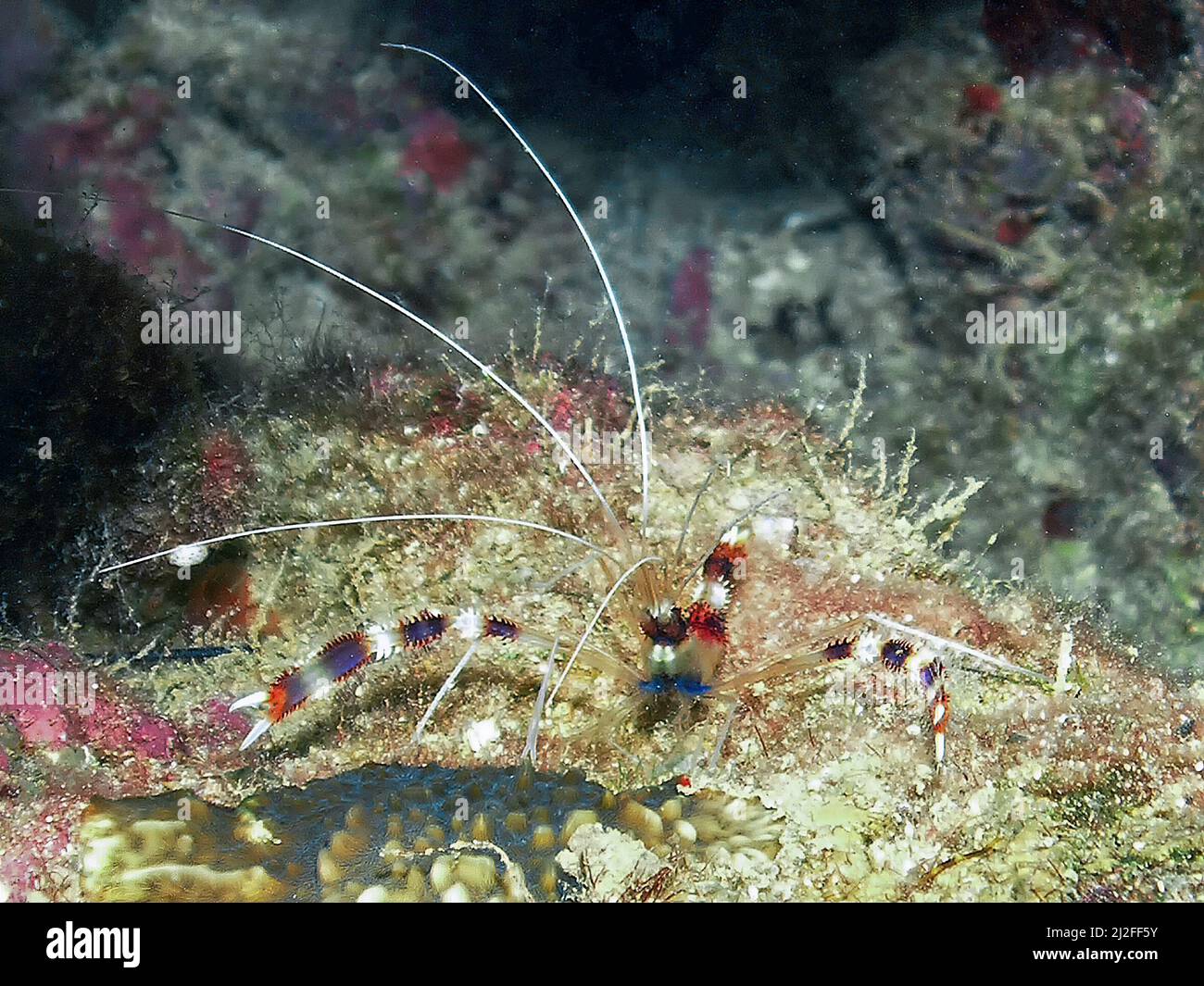 A Banded Boxer Shrimp (Stenopus hispidus) in the Red Sea, Egypt Stock ...