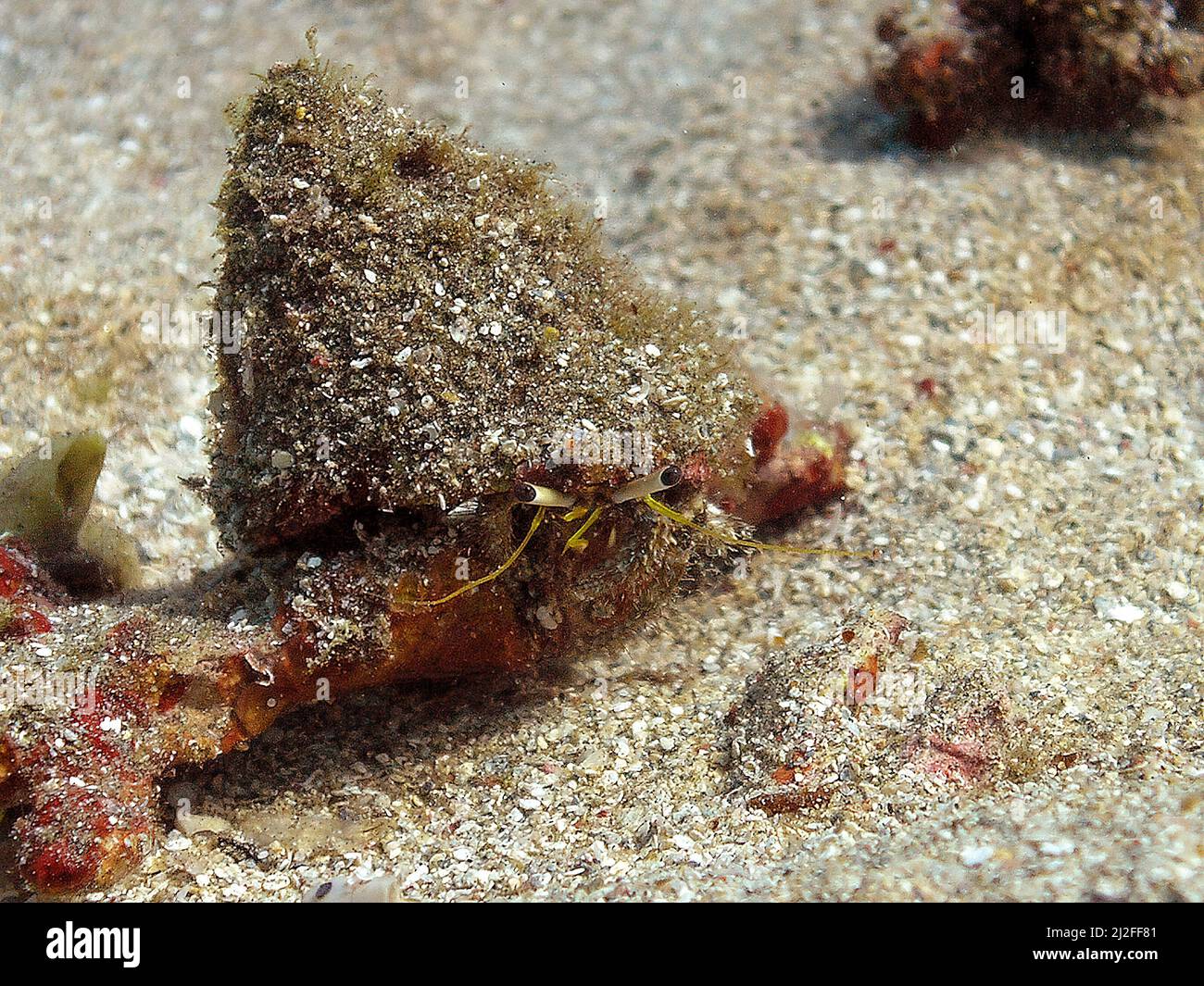 A Hermit Crab in the Red Sea, Egypt Stock Photo - Alamy