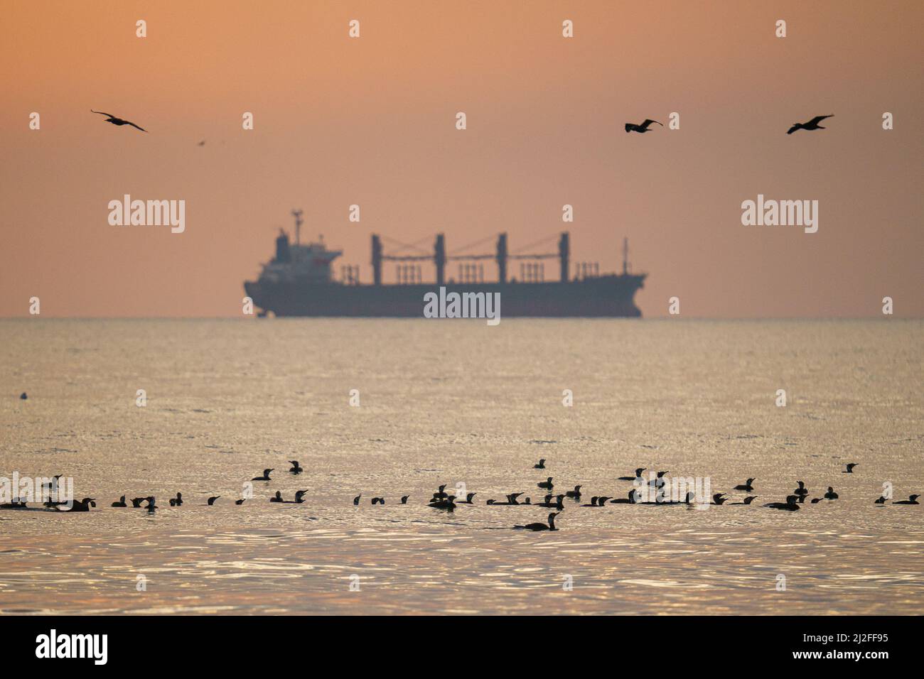 A flock of birds at the sea with a ship seen in a distance at sunset ...