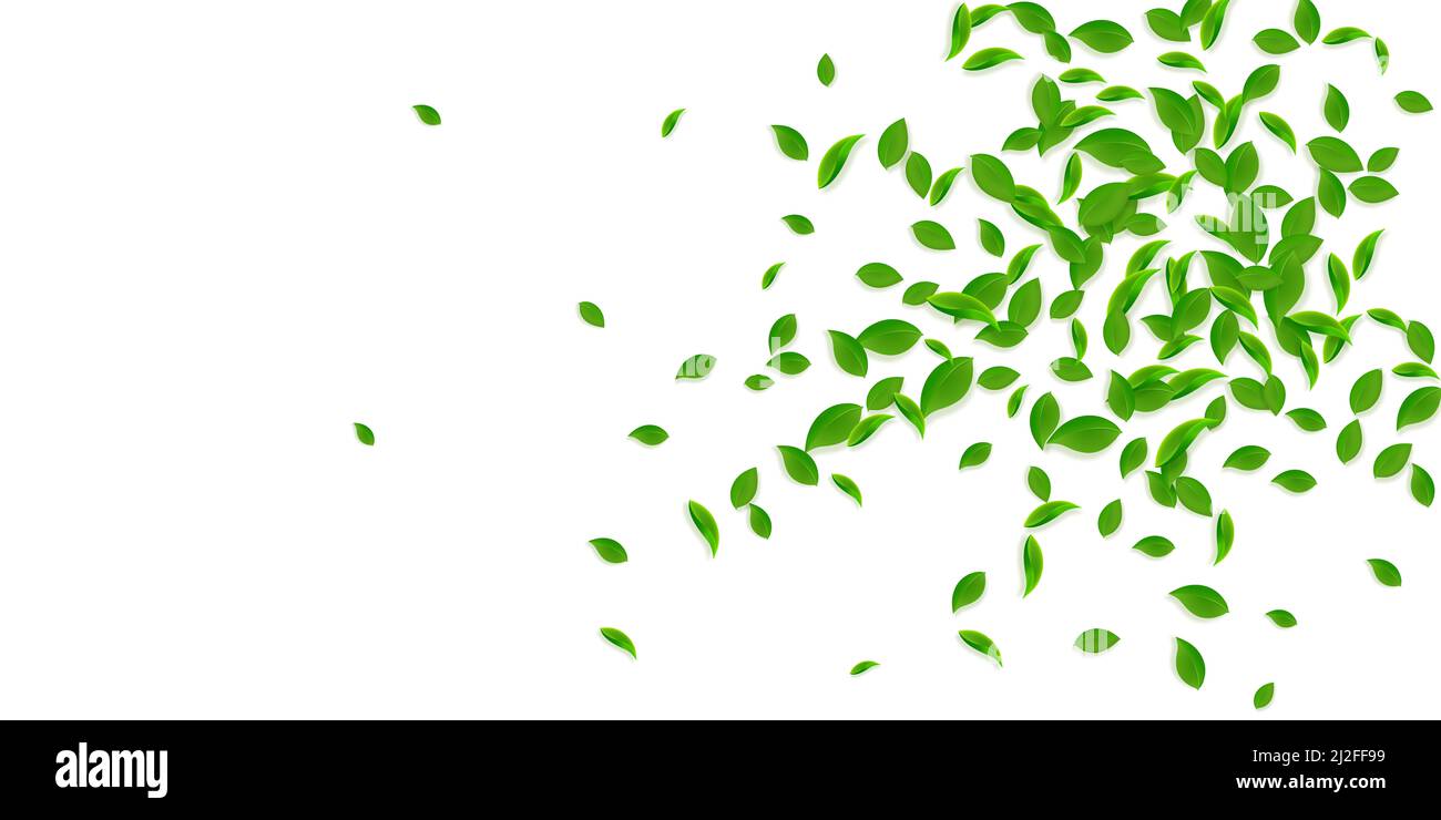Falling green leaves. Fresh tea chaotic leaves flying. Spring foliage ...