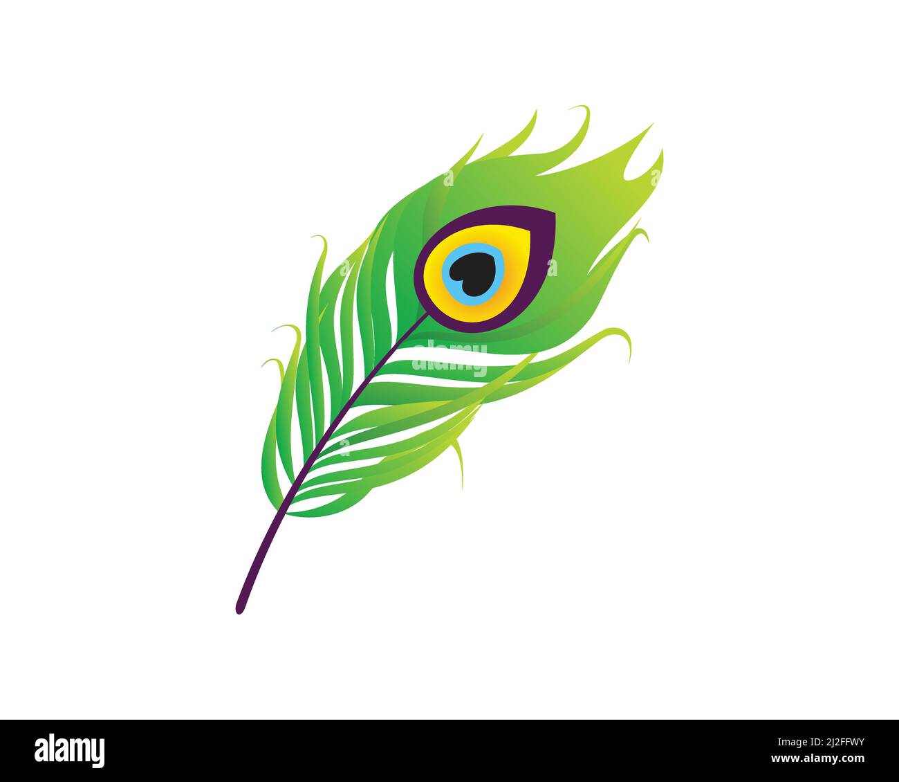 Peacock Feather Vector Peacock Feather Vector Image