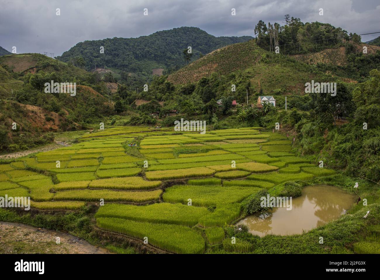 The beautiful view of the rice fields of Vietnam Stock Photo - Alamy