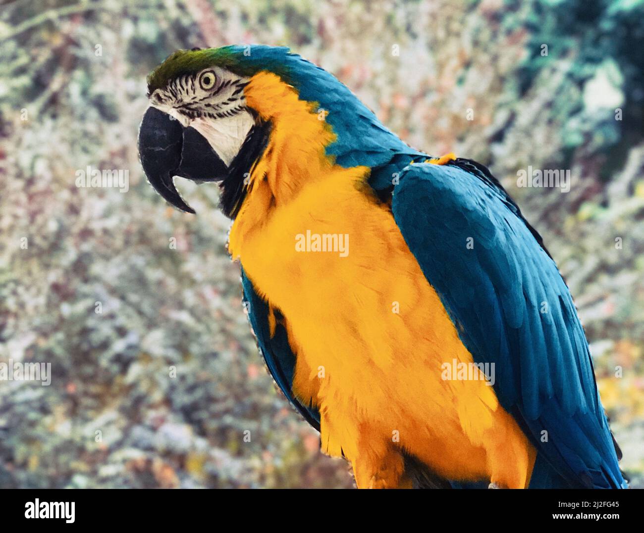 A closeup of the blue-and-yellow macaw, Ara ararauna, blue-and-gold macaw Stock Photo - Alamy