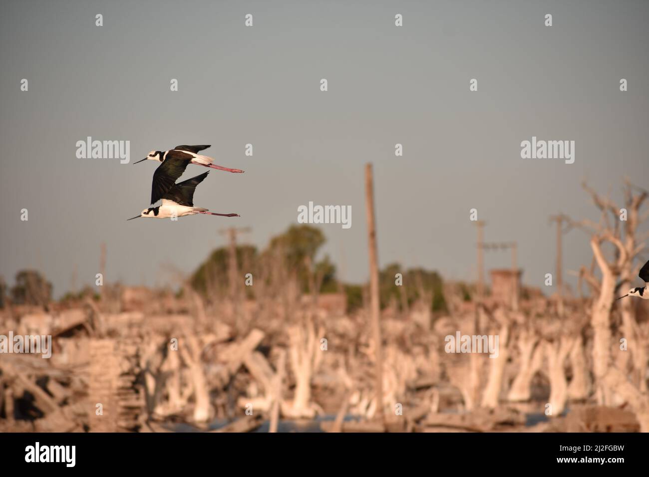 A view of flying black-winged stilts with the ruins of Villa Epecuen in ...