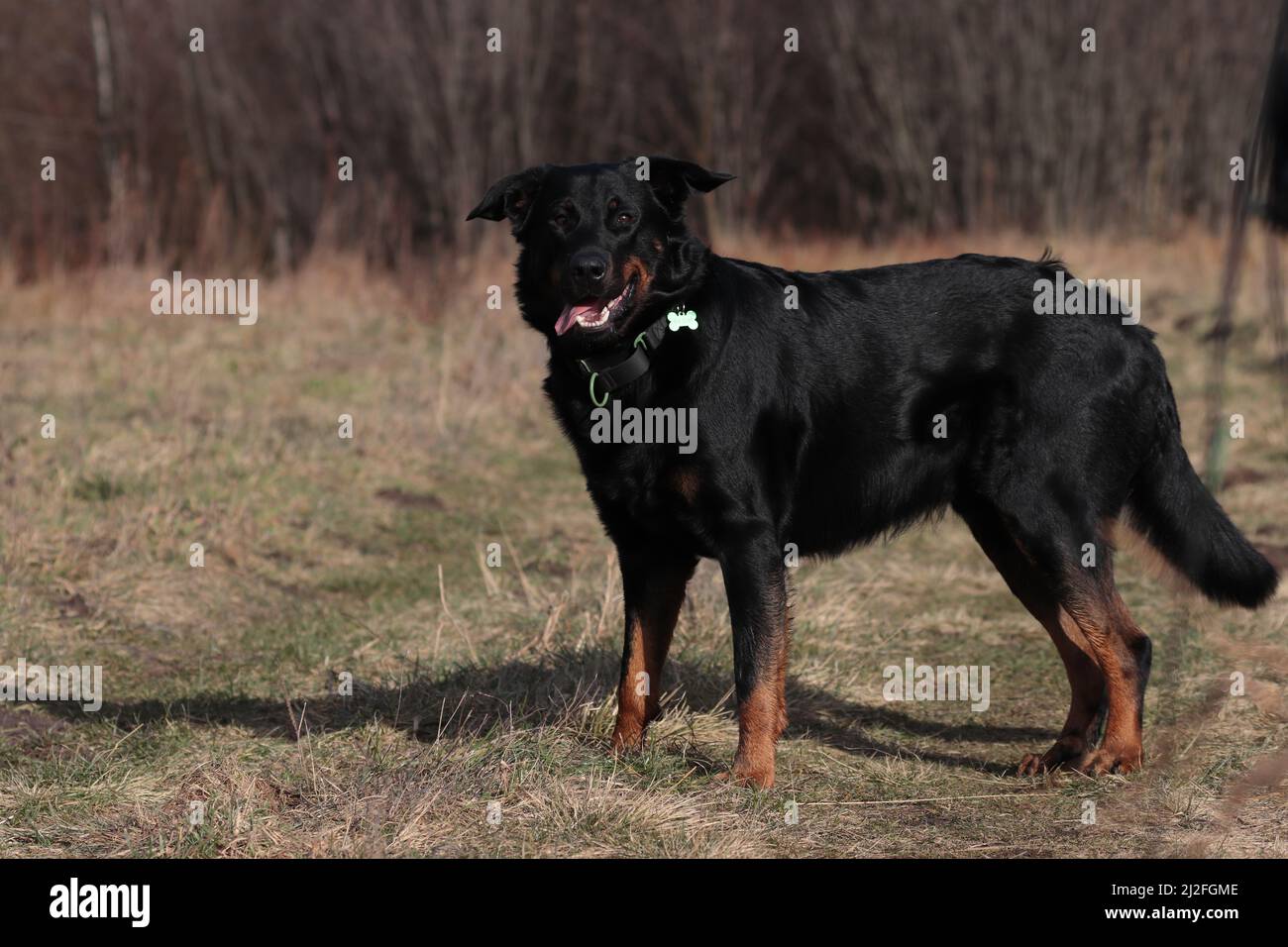 A shot of a big beautiful dog with blurred background Stock Photo - Alamy