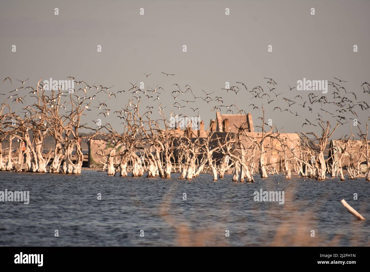 A view of a flock of birds with ruins in Villa Epecuen, Buenos Aires ...
