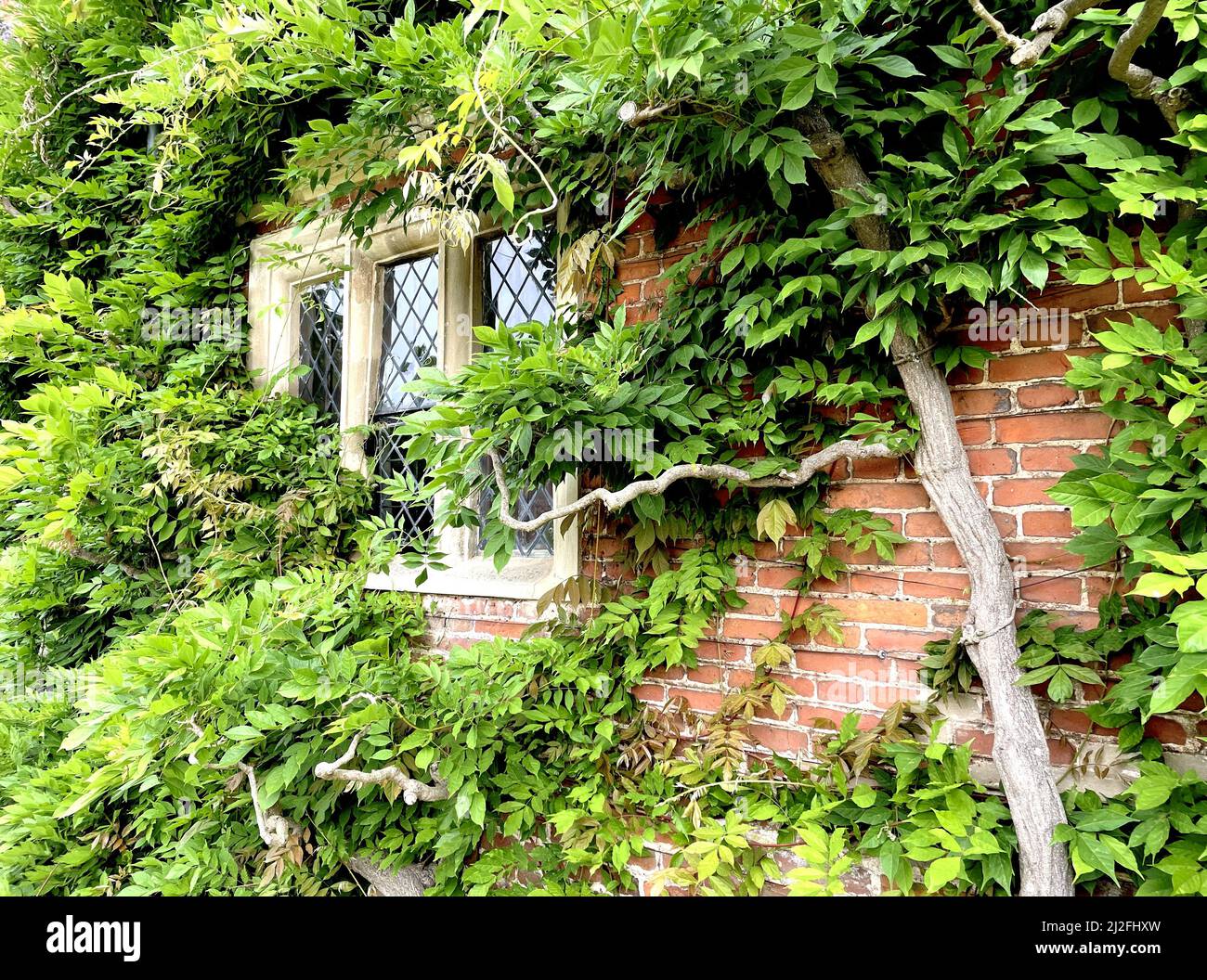 An overgrown window of an aged house Stock Photo - Alamy