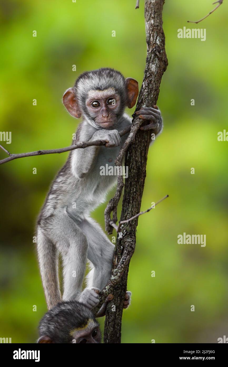 Te monkey clinging to a tree branch. KRUGER NATIONAL PARK, SOUTH AFRICA ...