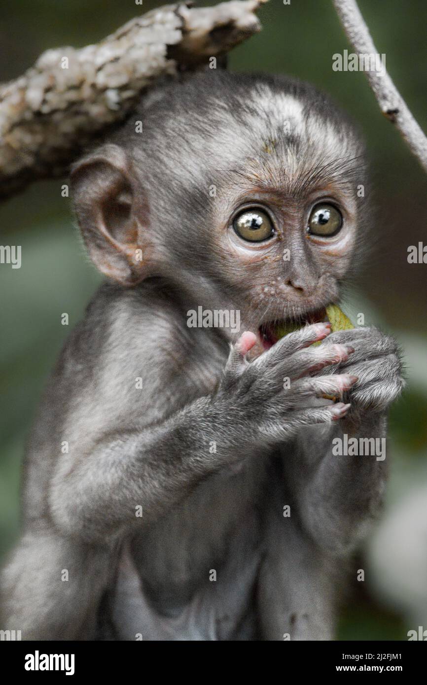 African Baby Monkeys