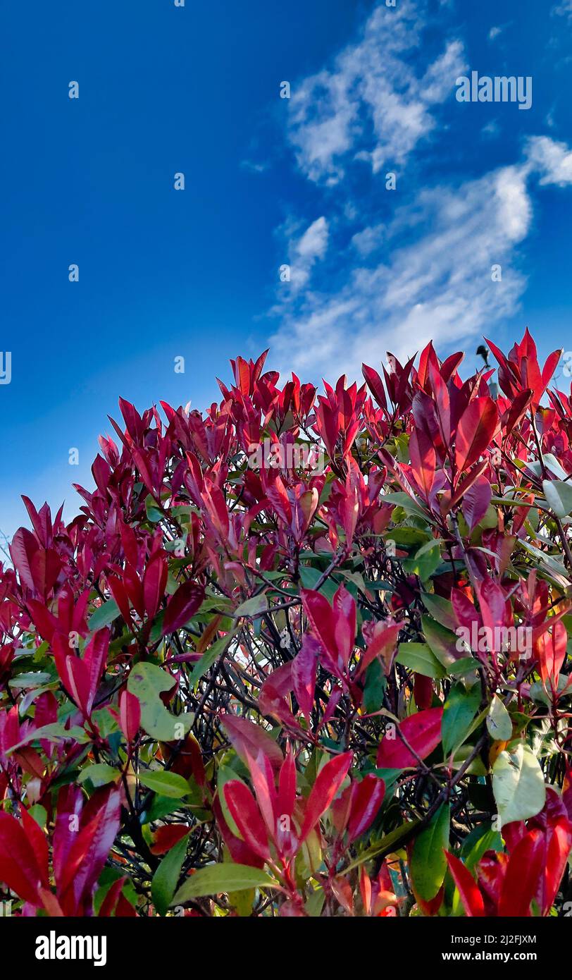 Photinia red robin tree hi-res stock photography and images - Alamy