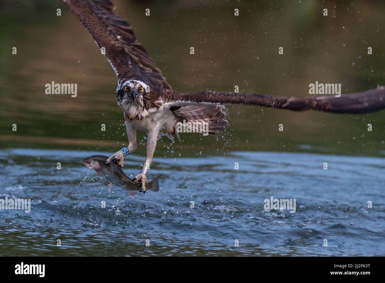 Osprey with a caught fish. RUTLAND, UK: GLORIOUS pictures of an osprey ...