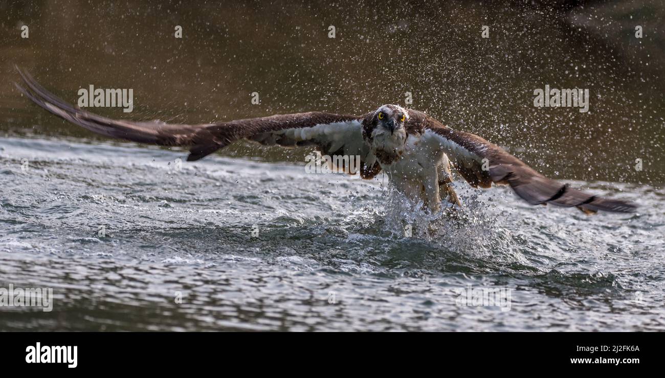 Osprey swooping down on the lake. RUTLAND, UK: GLORIOUS pictures of an ...
