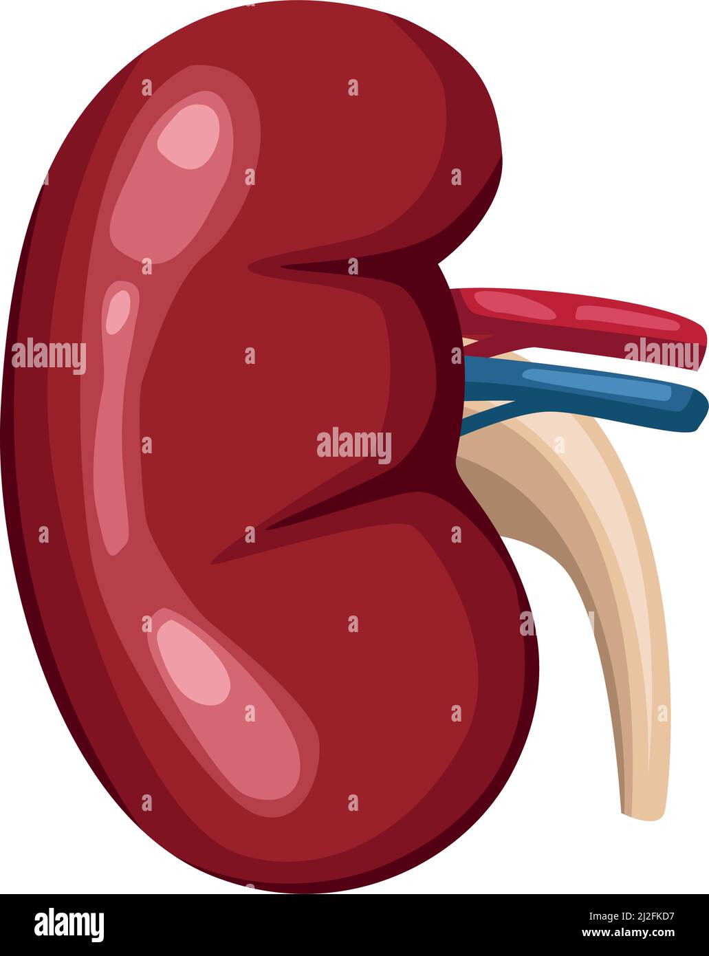 kidney realistic organ human Stock Vector Image & Art - Alamy