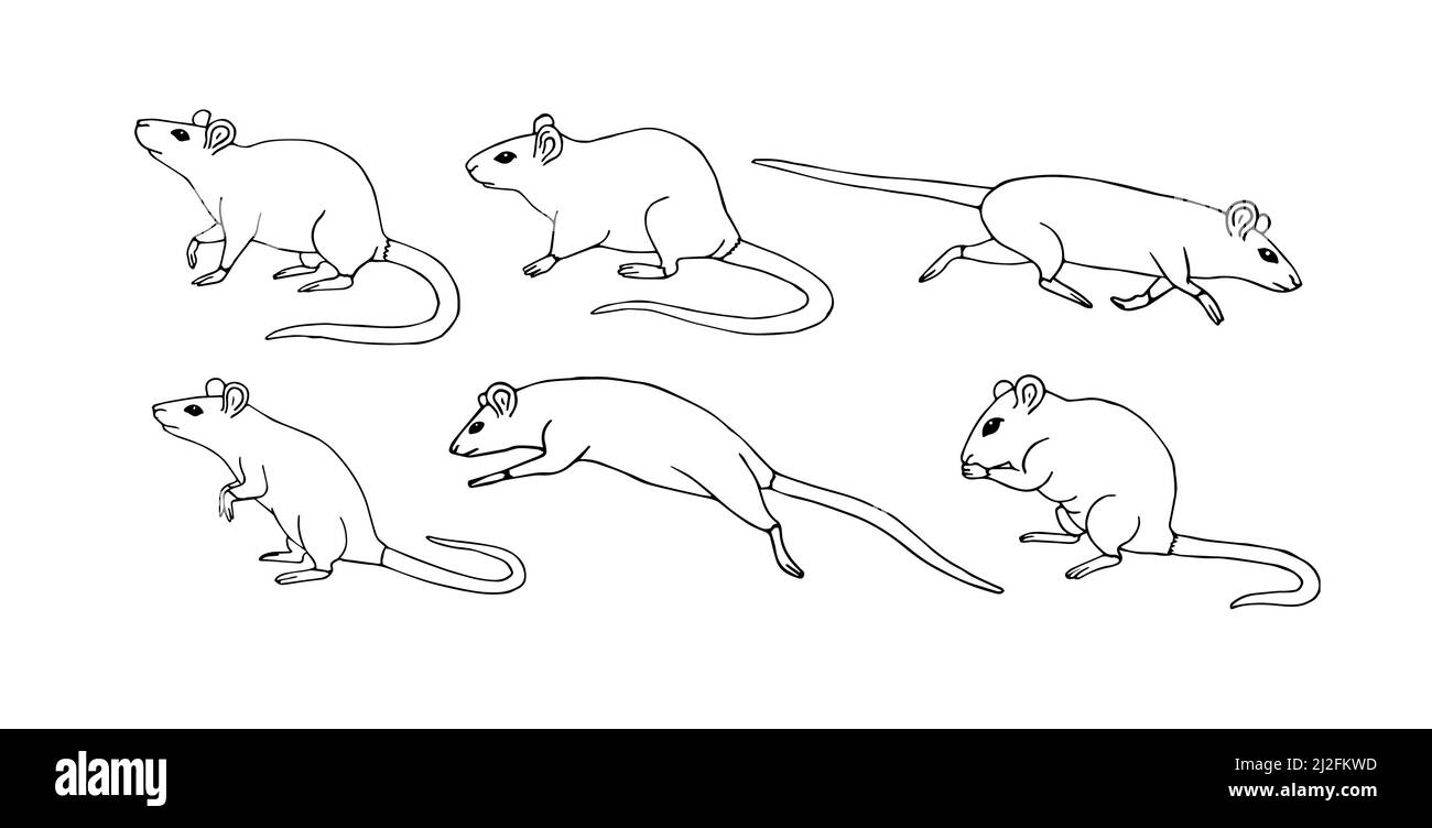 Vector hand drawn sketch set bundle of rat mouse isolated on white ...