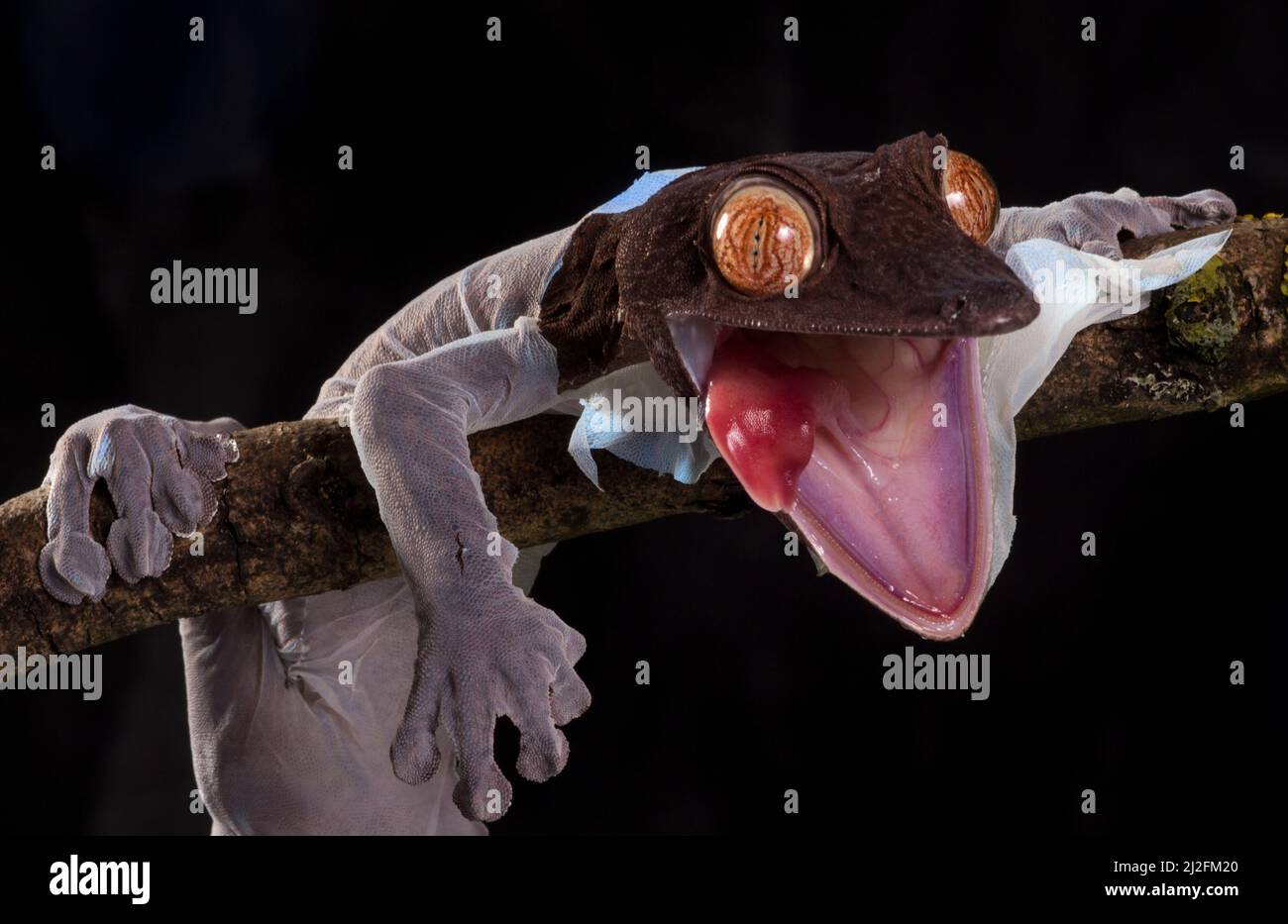A goofy purple lizard hanging from a branch. NEWCASTLE UPON TYNE, UK ...
