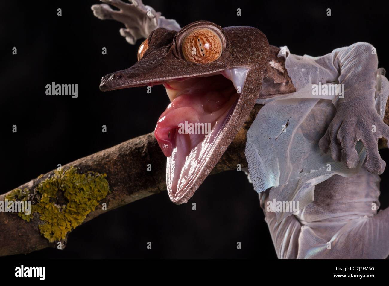 A goofy purple lizard posing like Elvis Presley. NEWCASTLE UPON TYNE ...