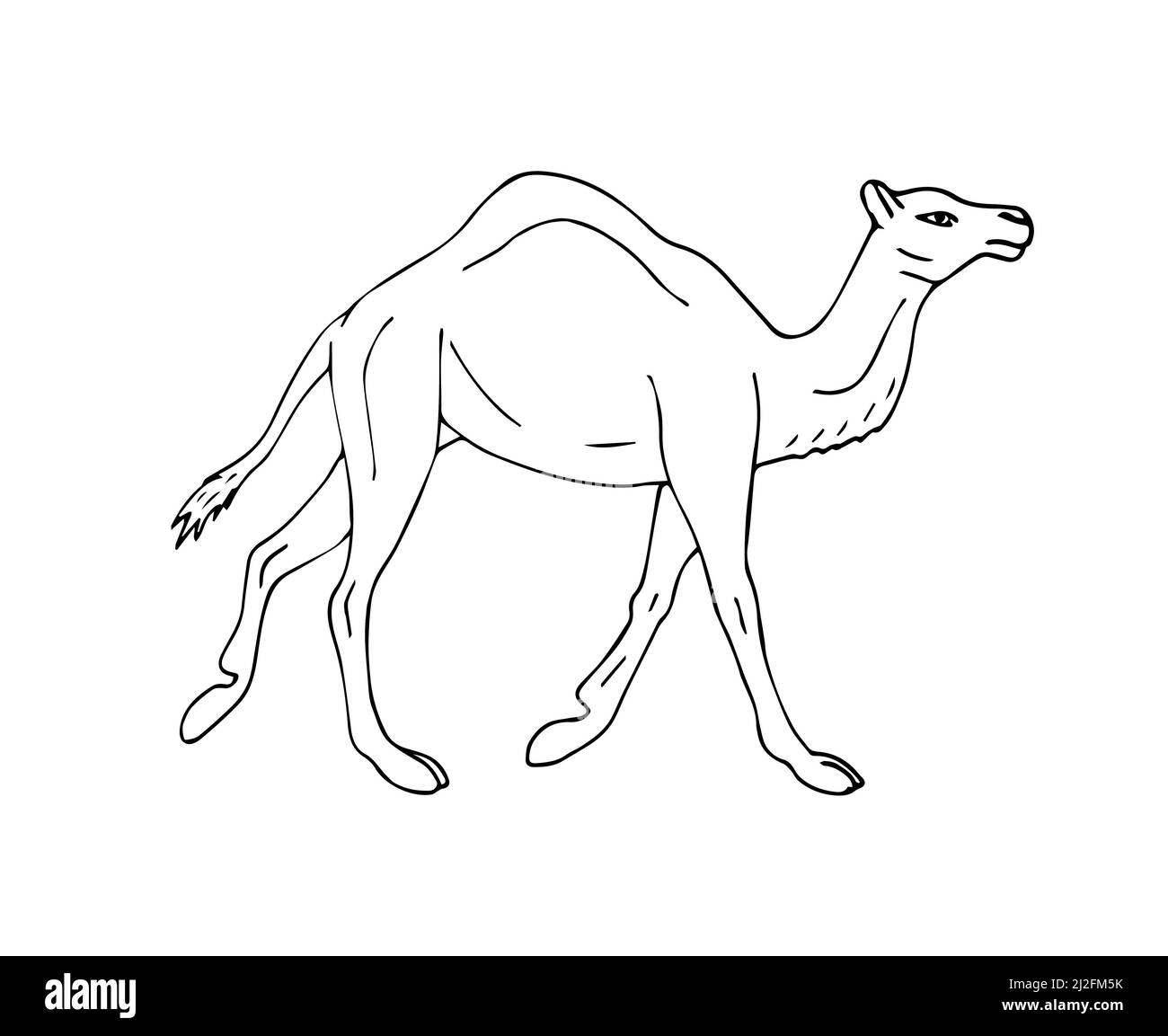 Vector hand drawn sketch dromedary one humped camel isolated on white ...
