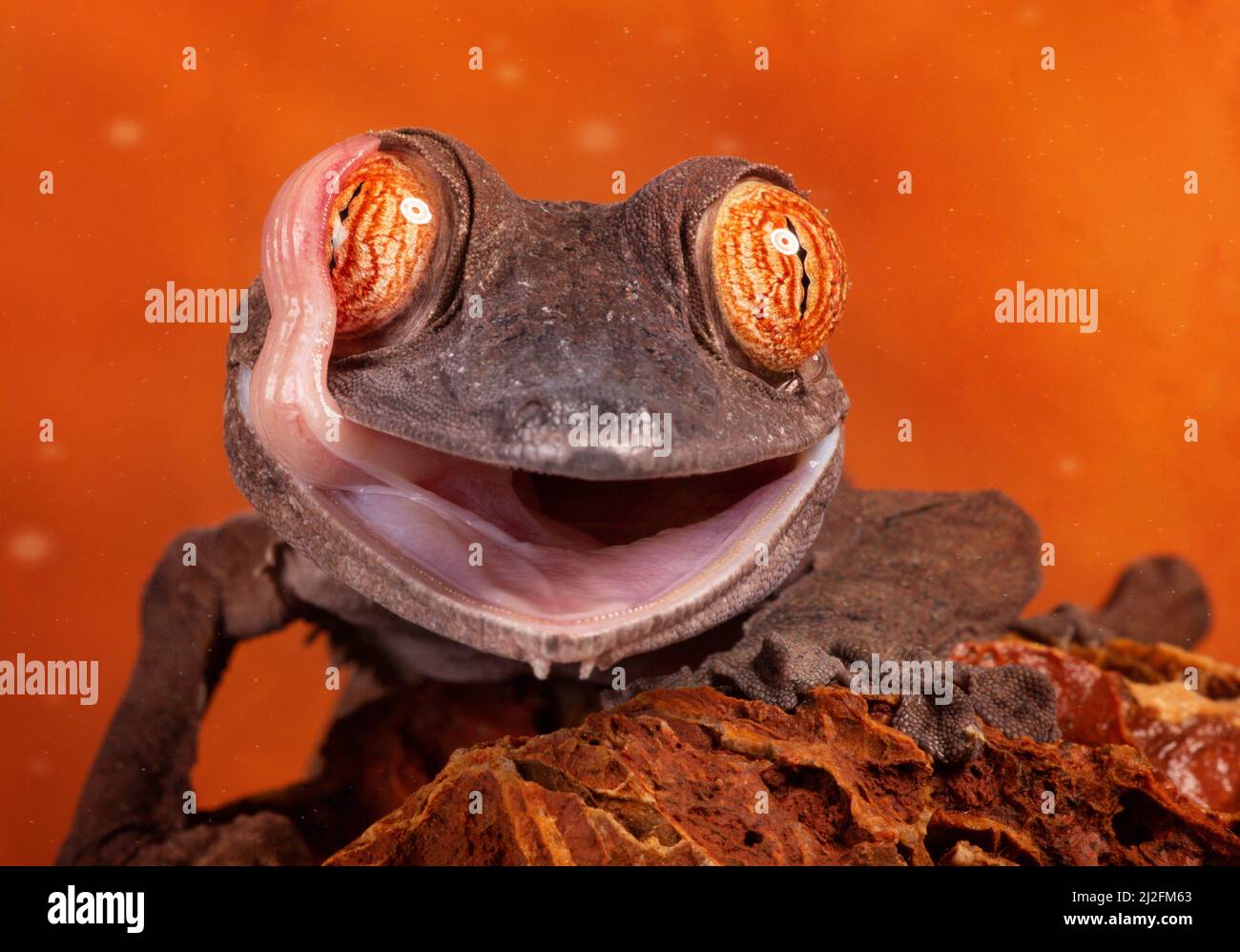 A smiling purple lizard looking at the camera. NEWCASTLE UPON TYNE, UK ...