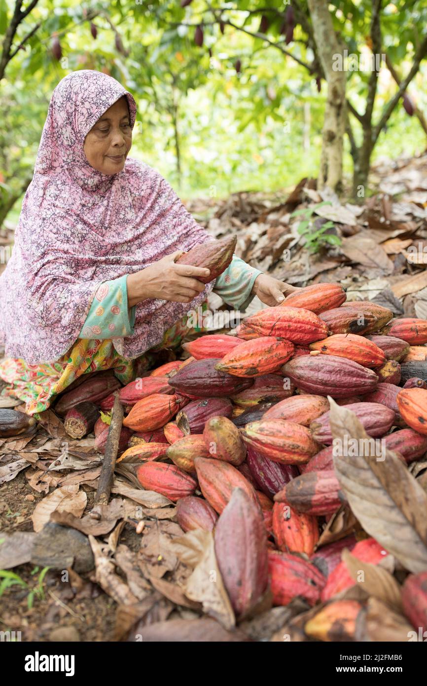 A woman smallholder farmer sorts her cocoa pod harvest on a farm in ...
