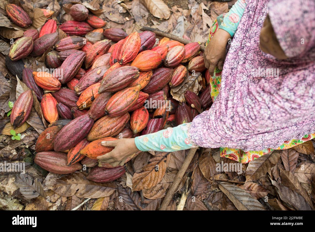 A woman smallholder farmer sorts her cocoa pod harvest on a farm in ...