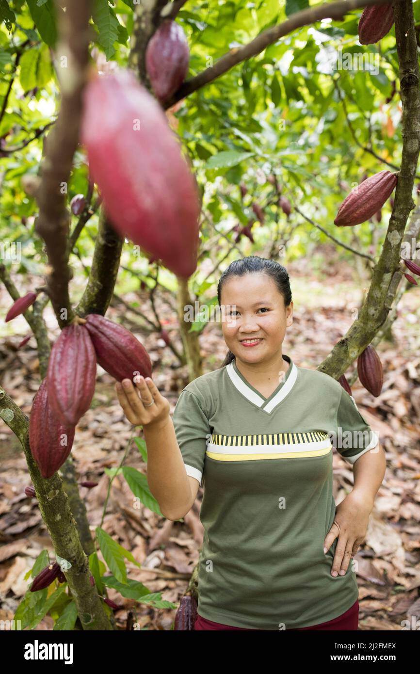 Woman farmer pruning and harvesting cocoa pods and trees on a cocoa ...