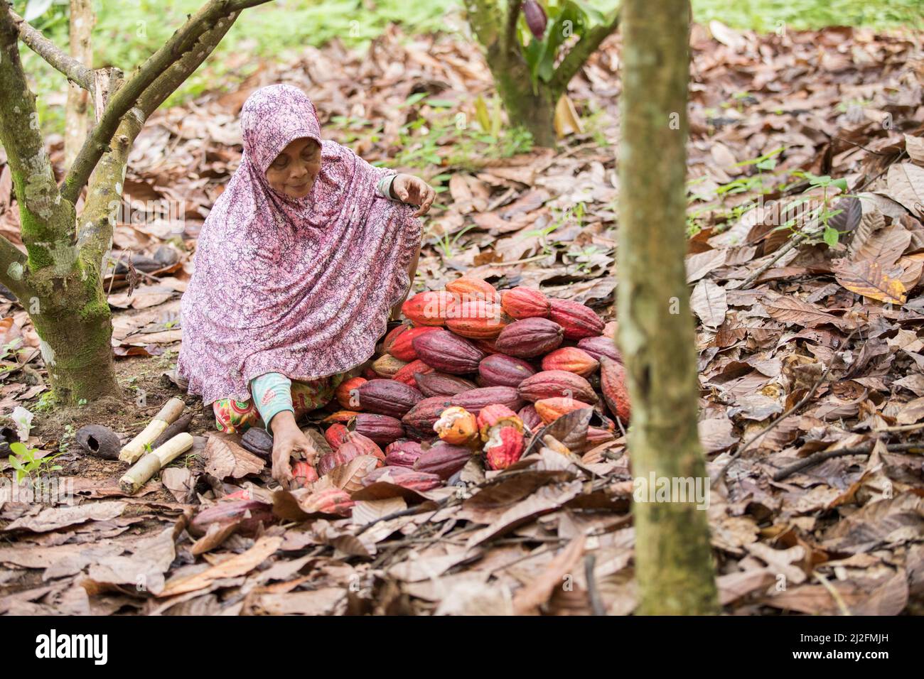 A woman smallholder farmer sorts her cocoa pod harvest on a farm in ...