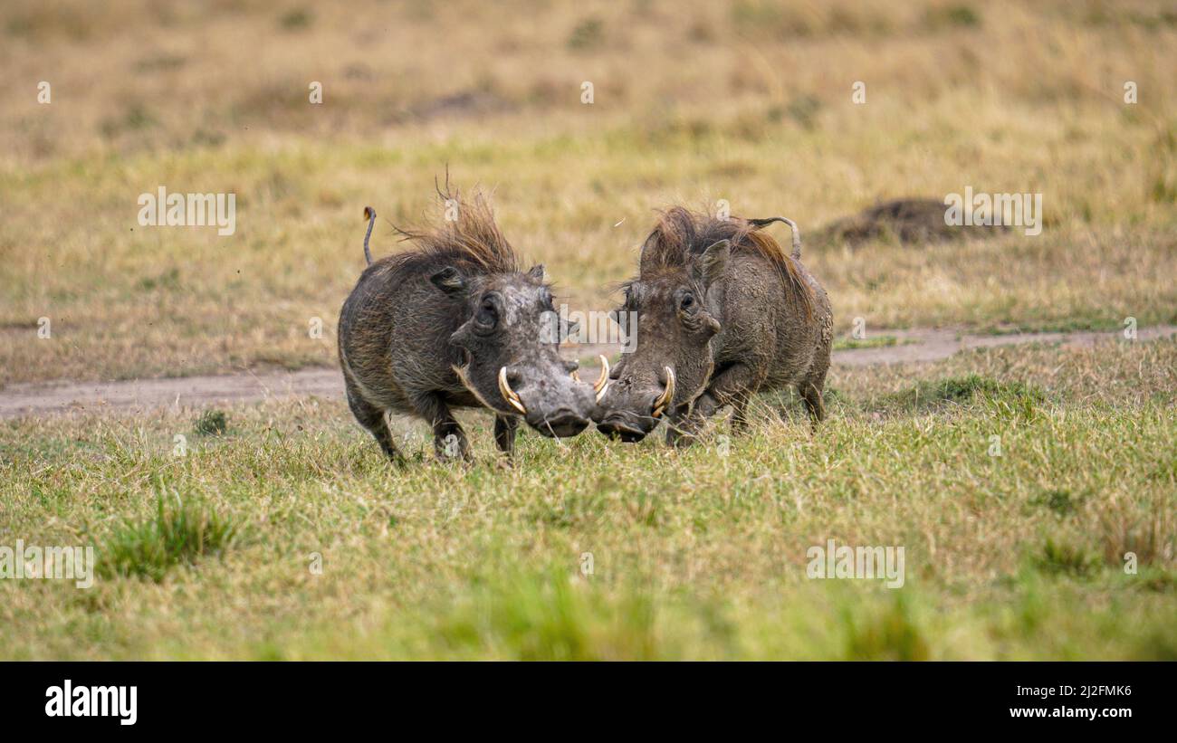 Two warthogs running towards each other. MASAI MARA NATIONAL RESERVE ...