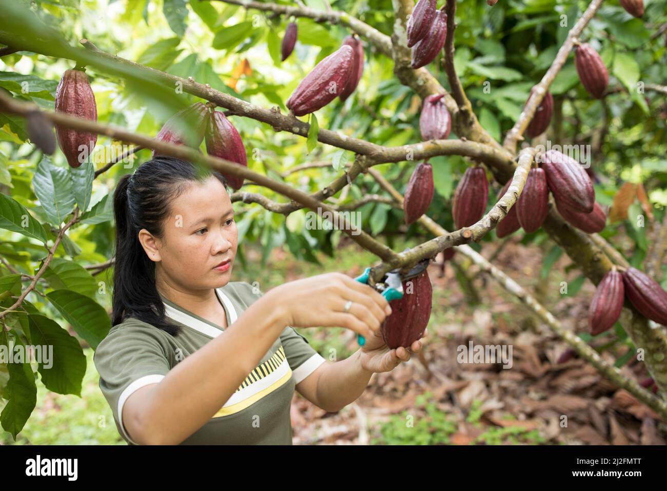 Woman farmer pruning and harvesting cocoa pods and trees on a cocoa ...