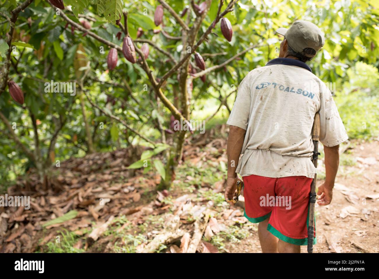 Male cocoa farmer harvesting and pruning his cocoa trees and pods in ...