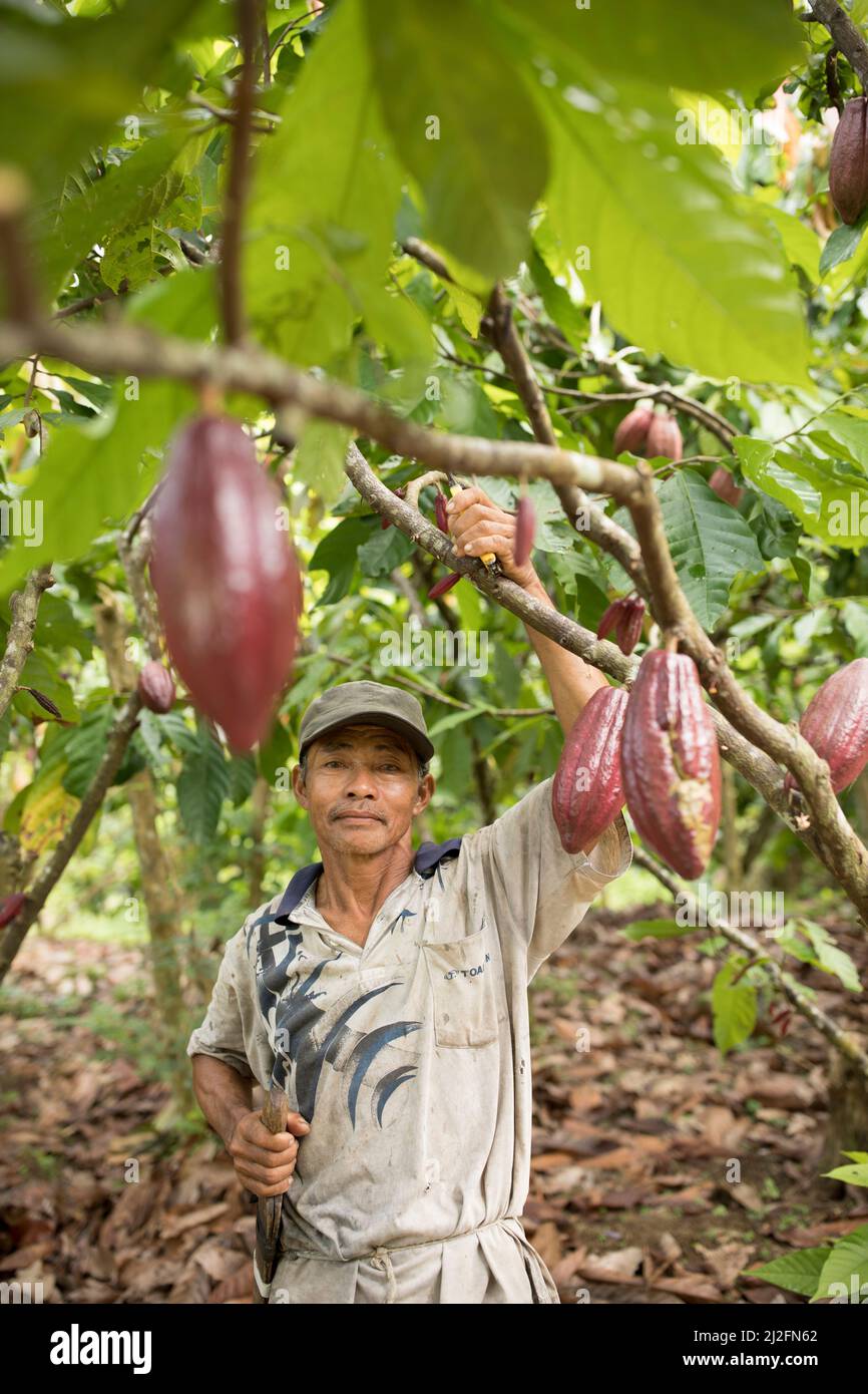Male cocoa farmer harvesting and pruning his cocoa trees and pods in ...