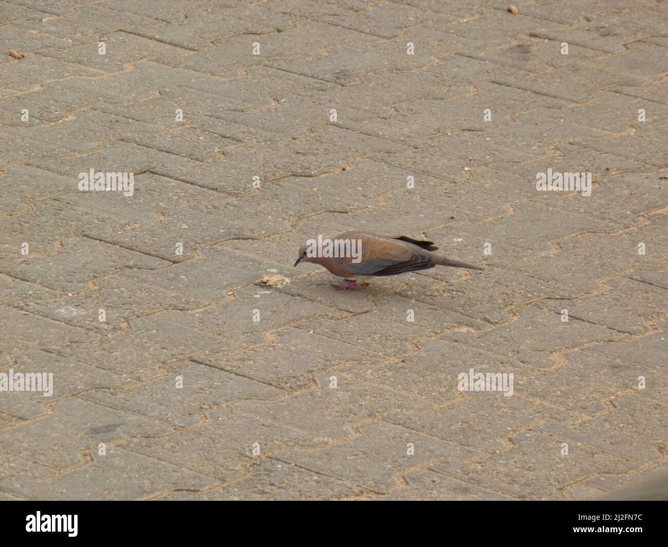 Shot cute brown dove hi-res stock photography and images - Alamy