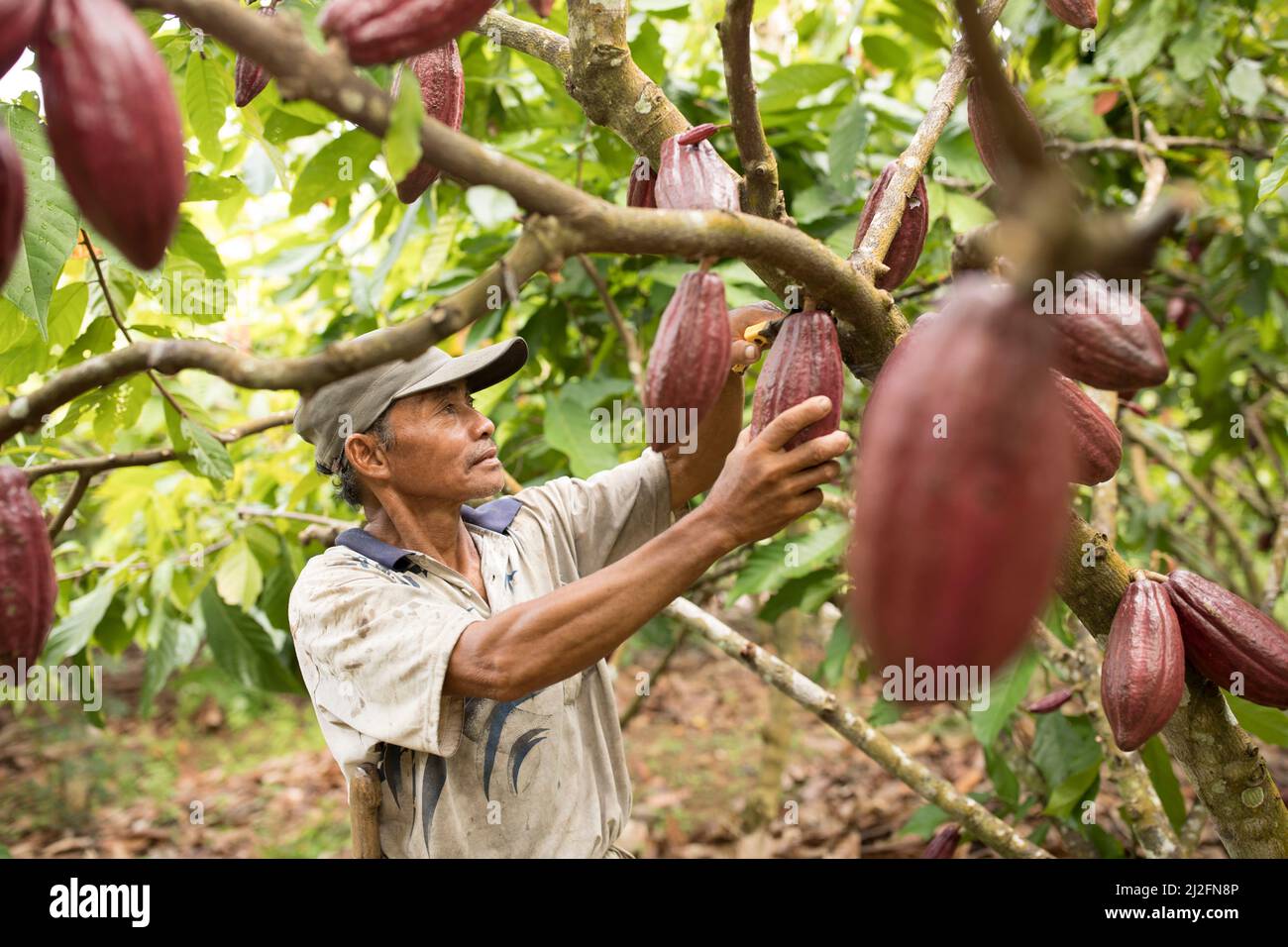 Male cocoa farmer harvesting and pruning his cocoa trees and pods in ...