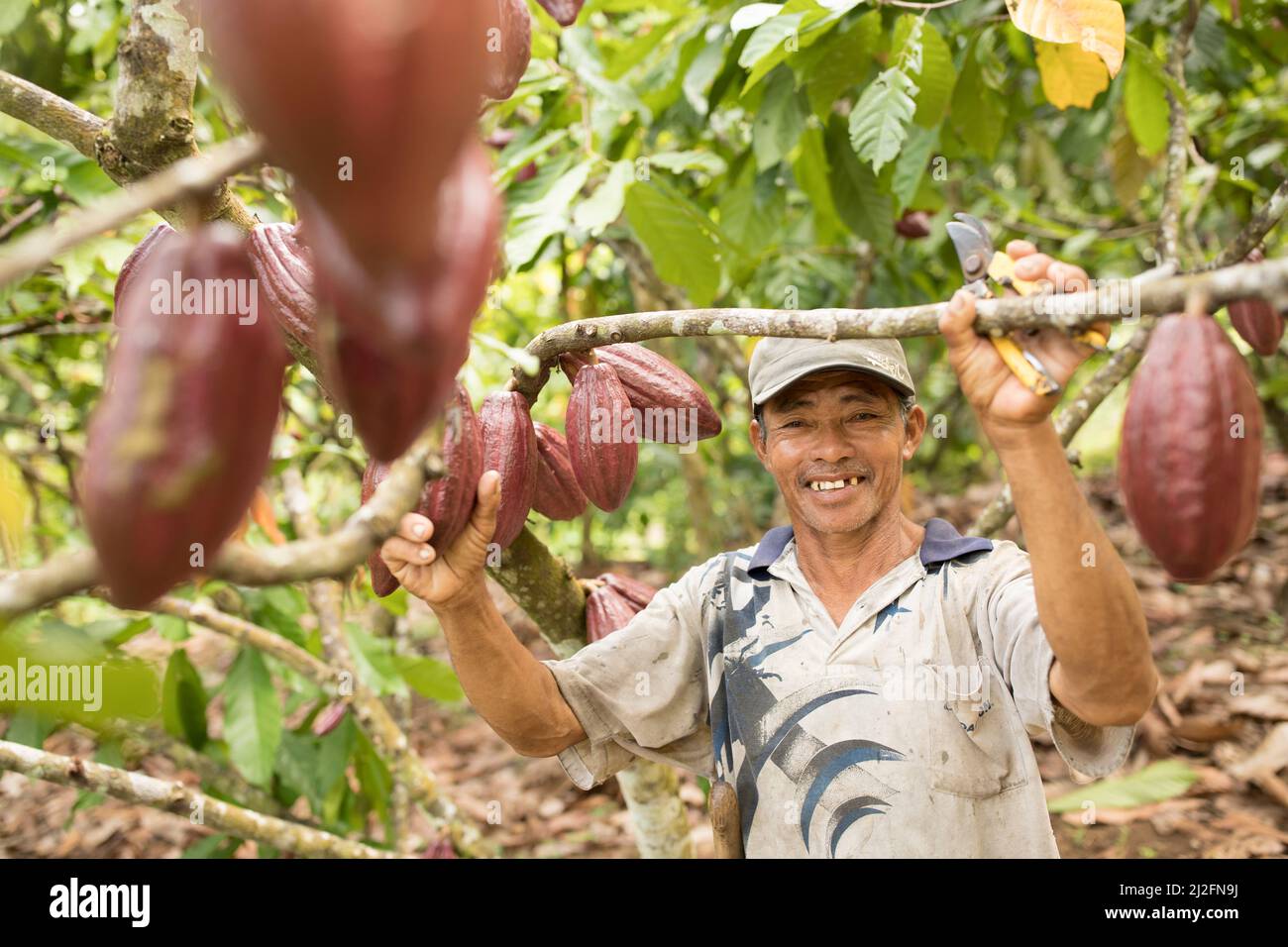 Male cocoa farmer harvesting and pruning his cocoa trees and pods in ...