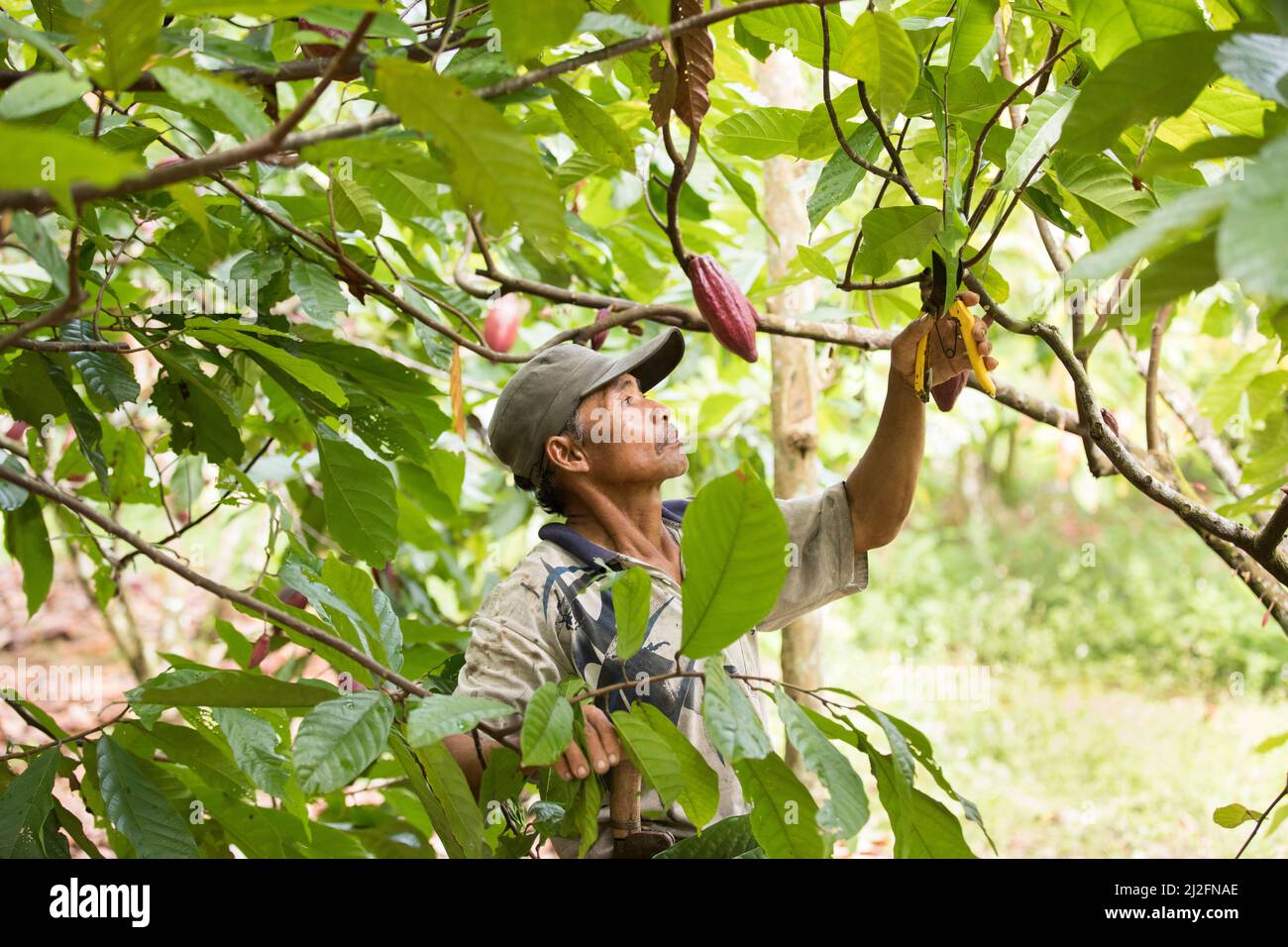 Male cocoa farmer harvesting and pruning his cocoa trees and pods in ...