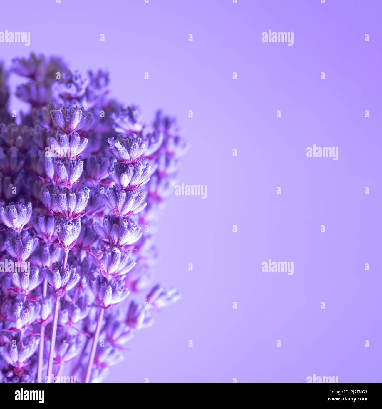 Abstract violet flower hi-res stock photography and images - Alamy