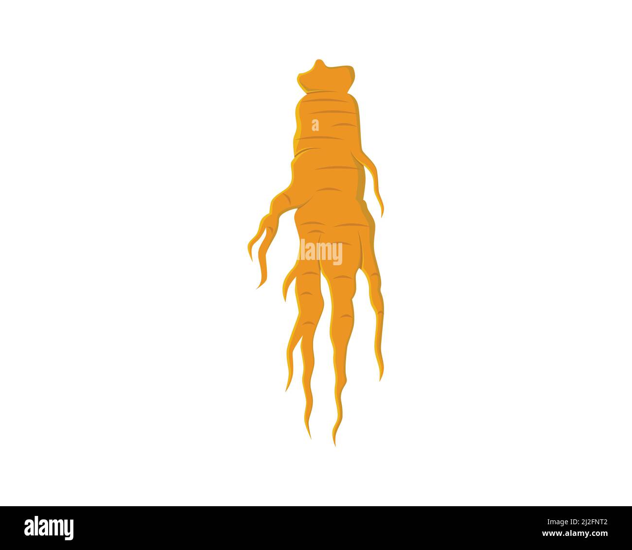 Ginseng root medical plant Stock Vector Images - Alamy