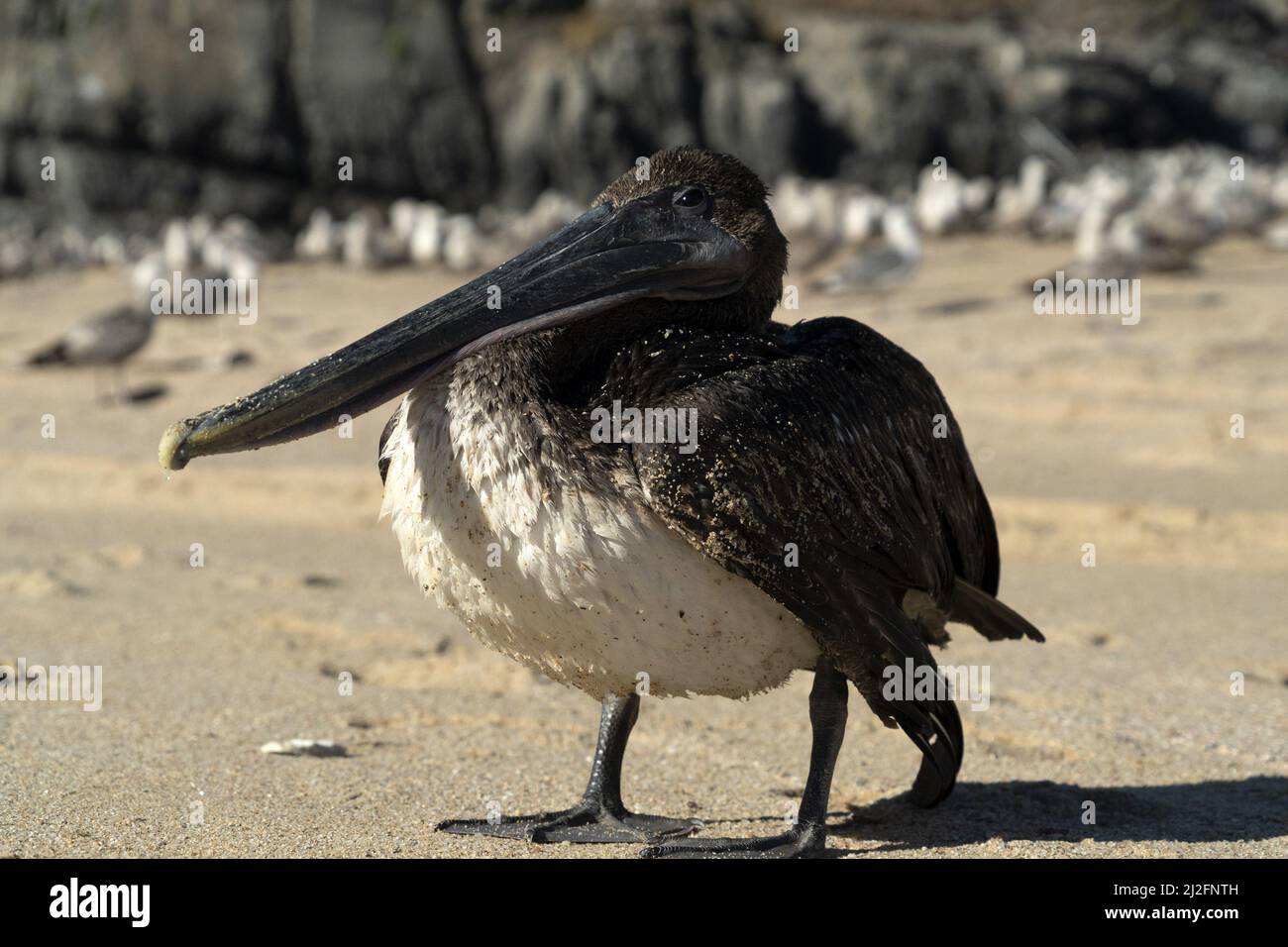 many birds in baja california sur mexico beach pelican seagull Stock ...
