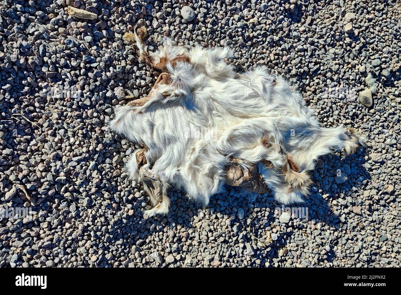 dead rabbit skin fur detail close up Stock Photo - Alamy