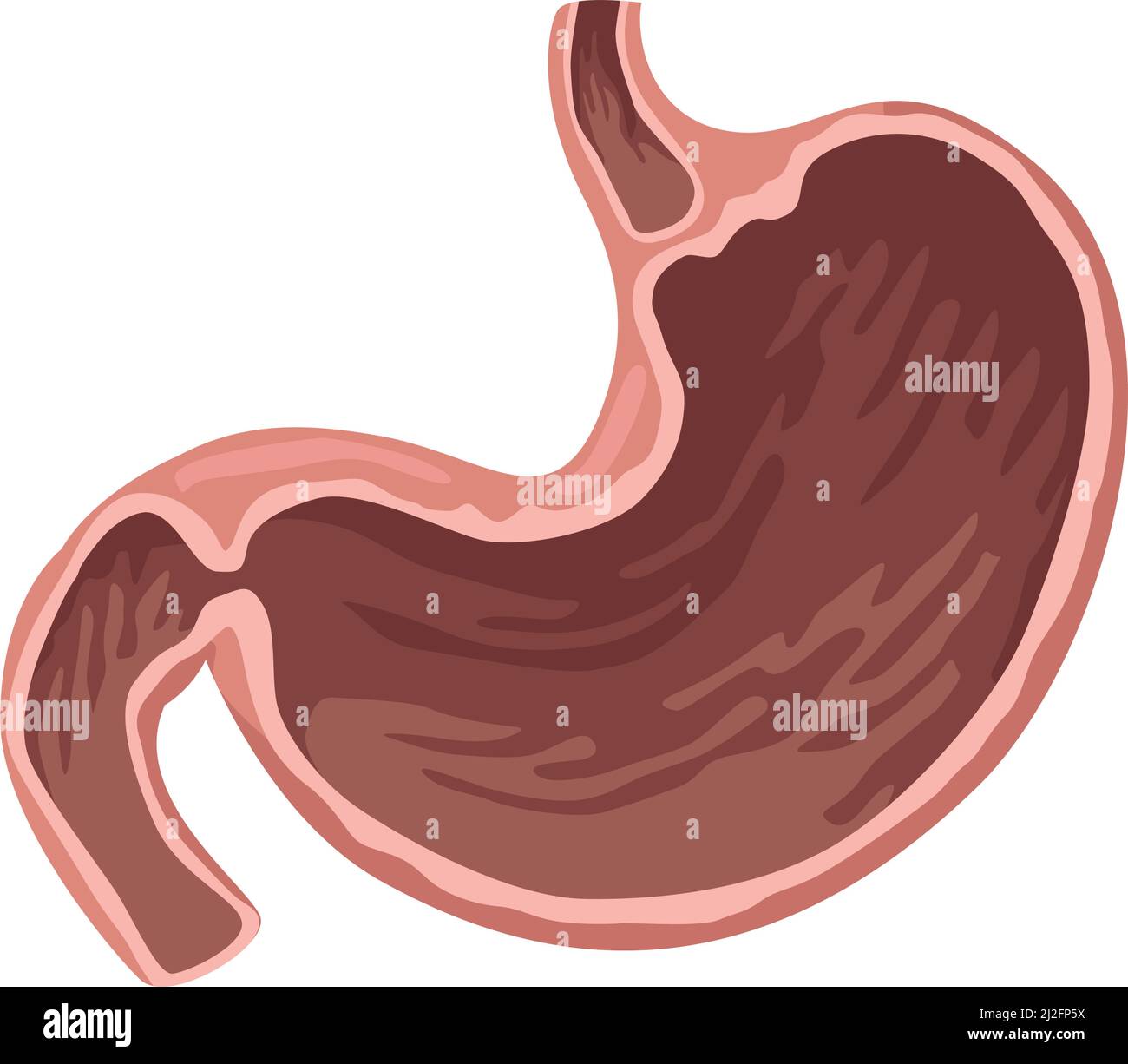 realistic human stomach Stock Vector Image & Art - Alamy