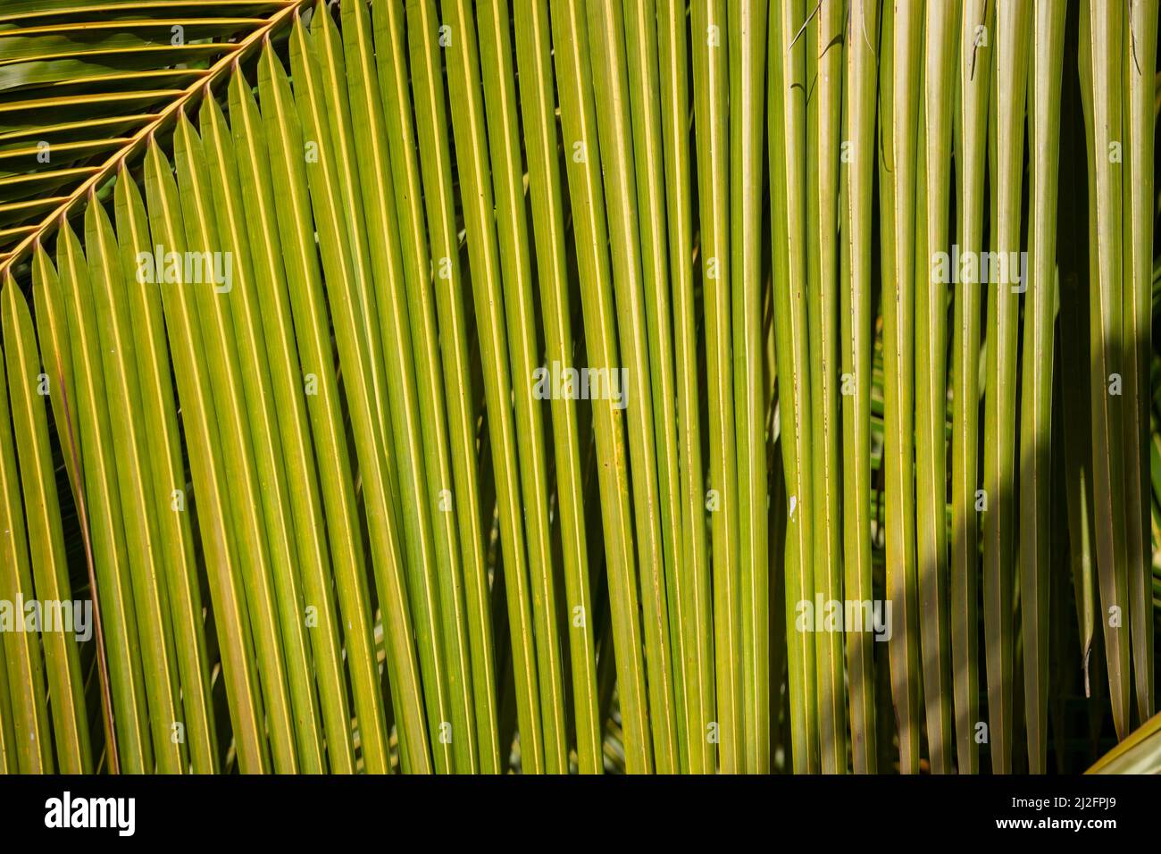 A palm leaf in the sun Stock Photo - Alamy