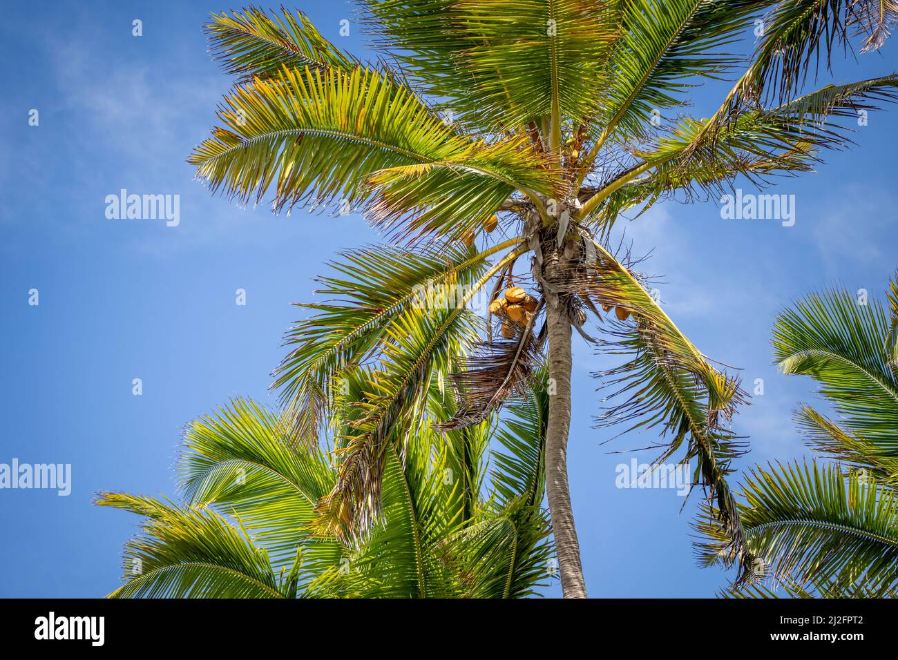 a low angle shot of yellow coconut tree in Punta Cana Stock Photo - Alamy