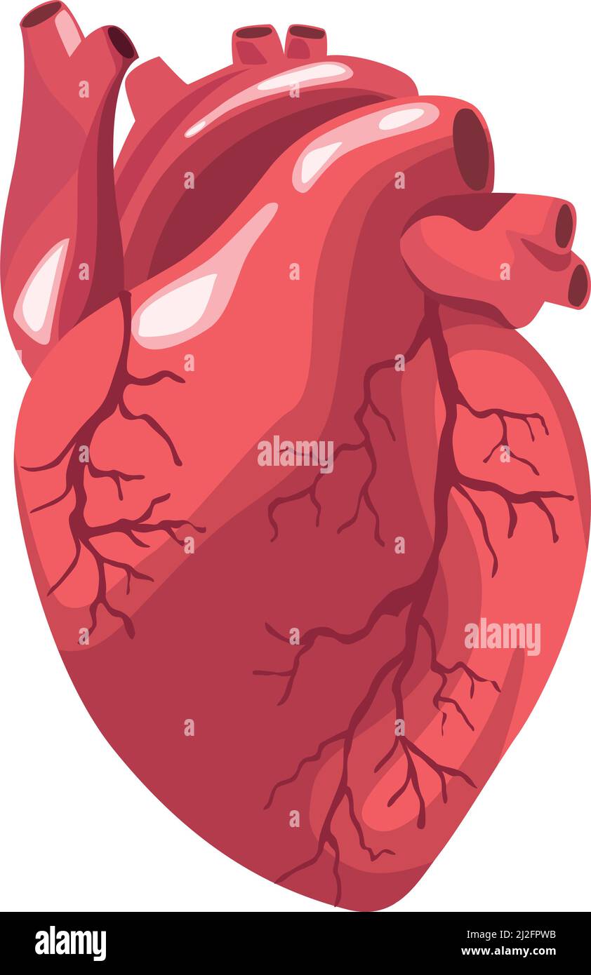 heart realistic organ Stock Vector Image & Art - Alamy