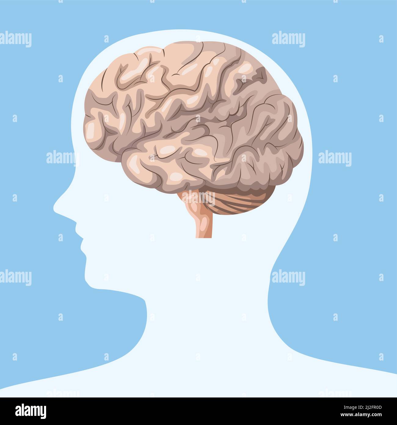 Realistic vector human brain model hi-res stock photography and images ...