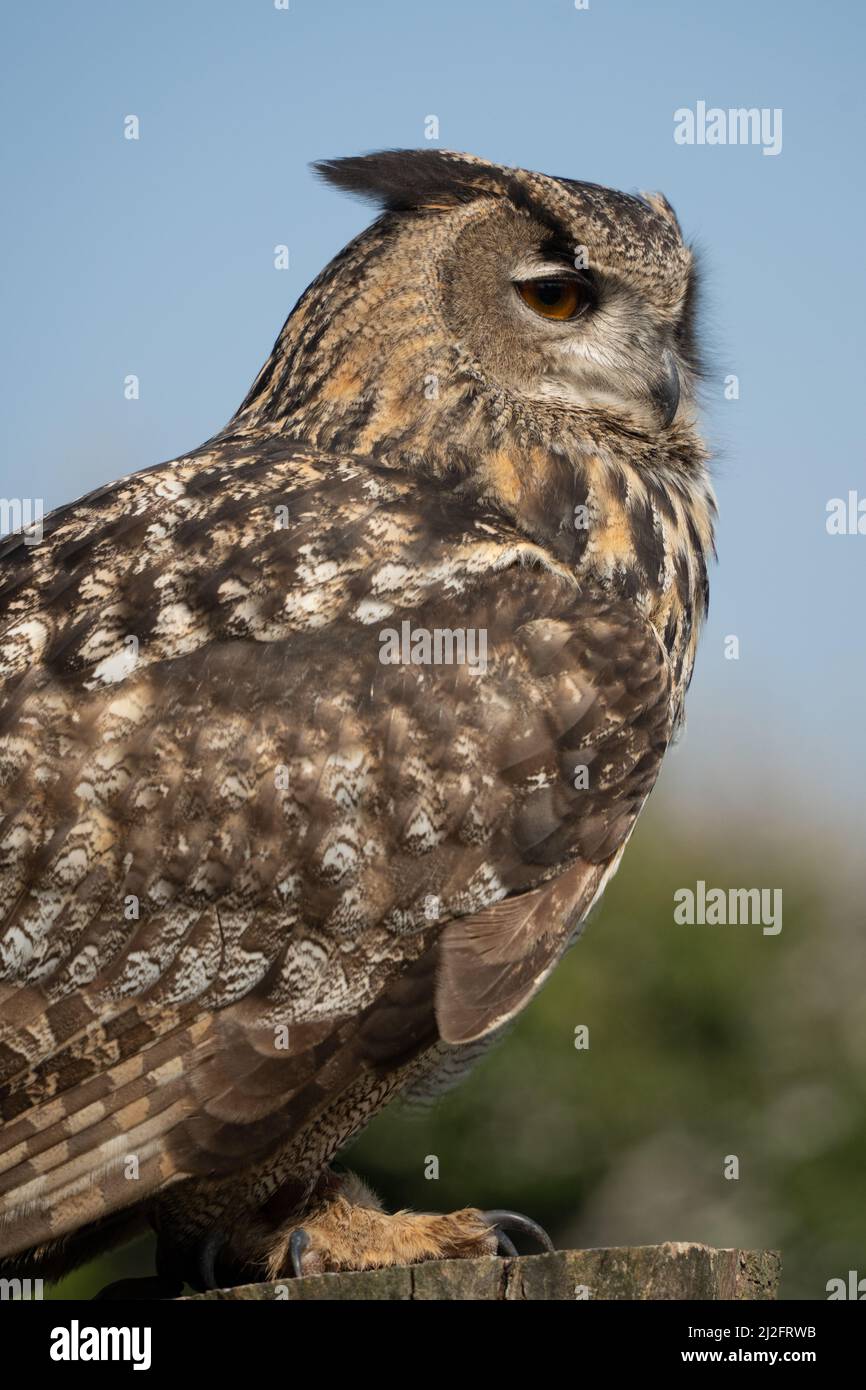Eurasian eagle owl uhu hi-res stock photography and images - Alamy