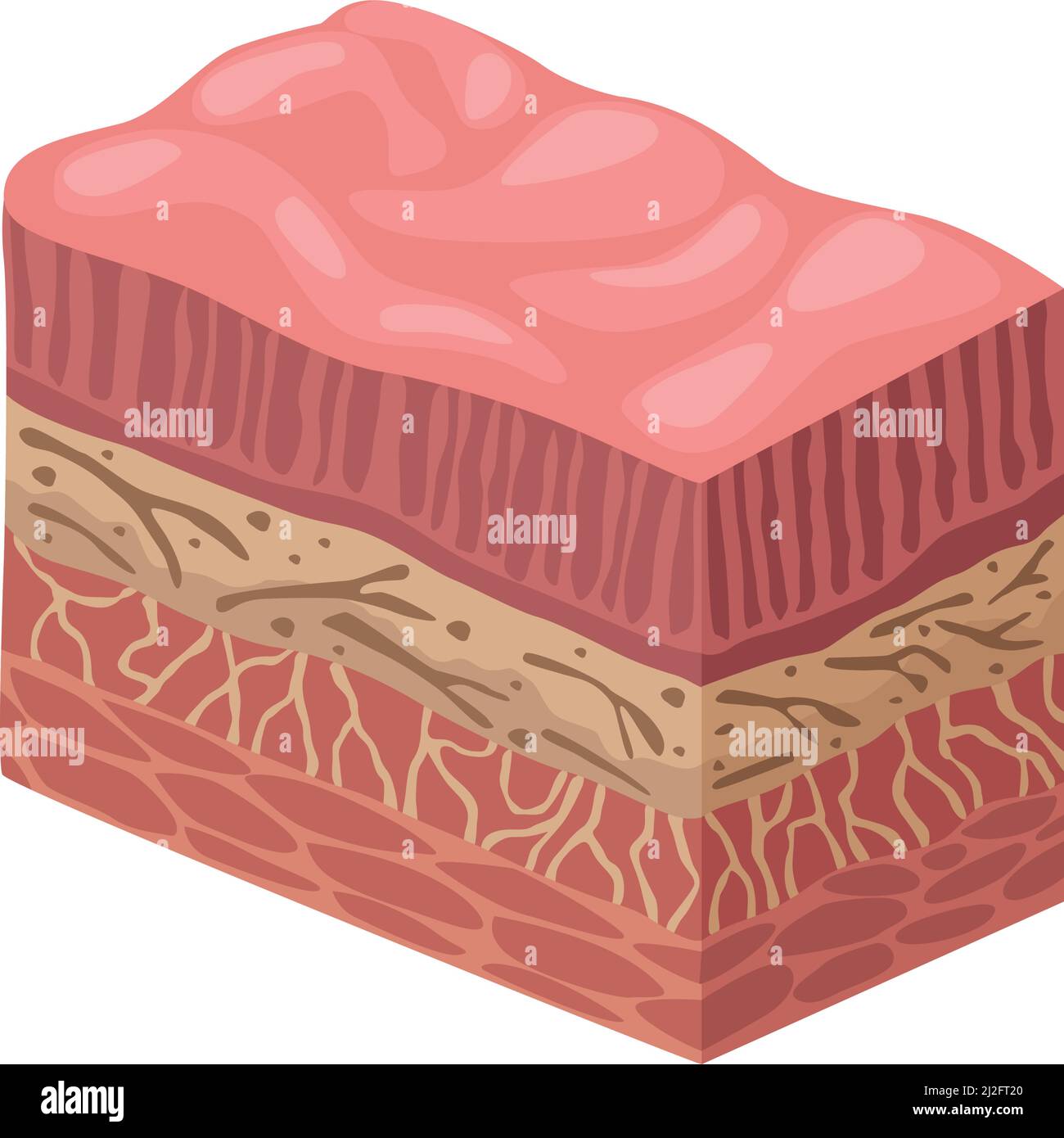 Stomach tissues hi-res stock photography and images - Alamy