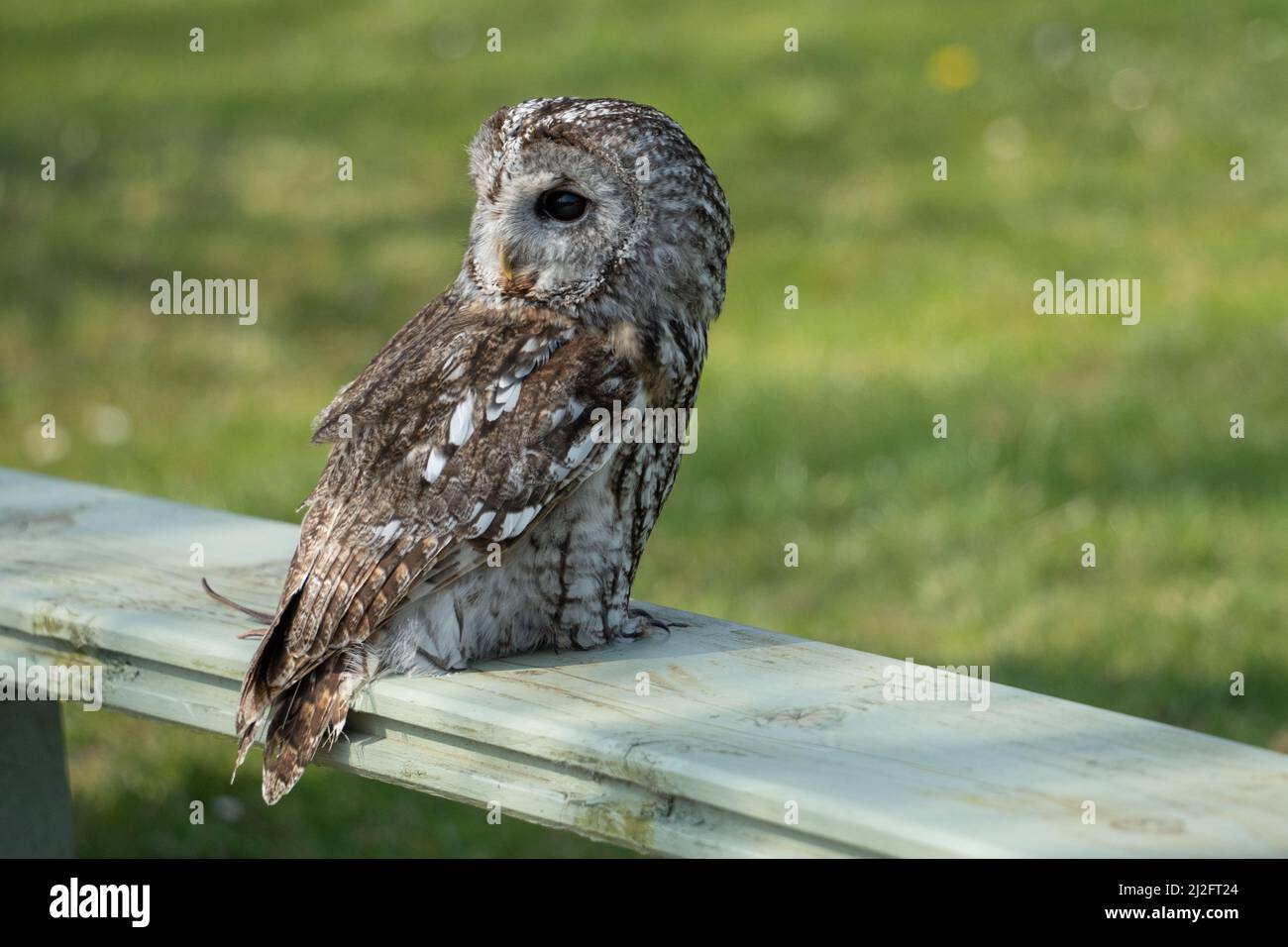 Strix bird species hi-res stock photography and images - Alamy
