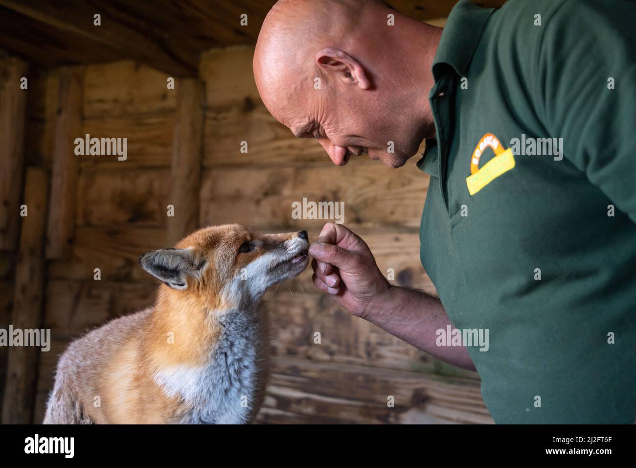 Meadow, a 15 year old female rescue fox and Gary Zammit, her keeper, at ...